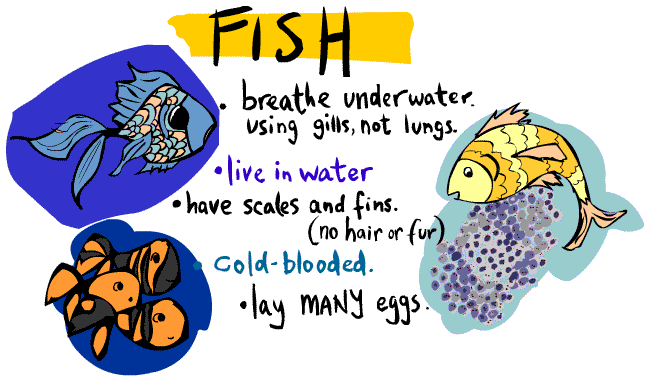 Fish Definition Kid Friendly Fisherjulll